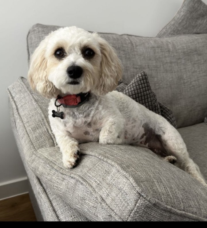 AnimalMicrochips - Lost Pets